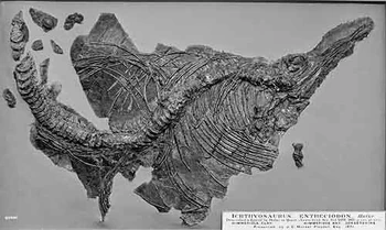 Nannopterygius | Prehistoria Fandom | Fandom