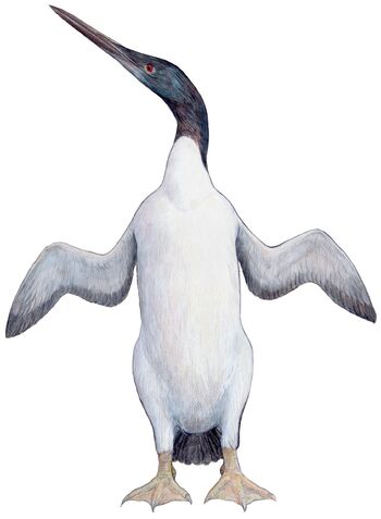 Waimanu | Prehistoria Fandom | Fandom