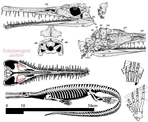 Mesosaurus | Prehistoria Fandom | Fandom