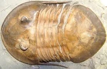 Isotelus | Prehistoria Fandom | Fandom