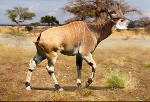 Bramatherium | Prehistoria Fandom | Fandom