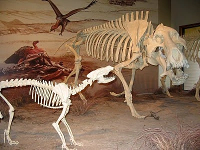 Entelodon | Prehistoria Fandom | Fandom