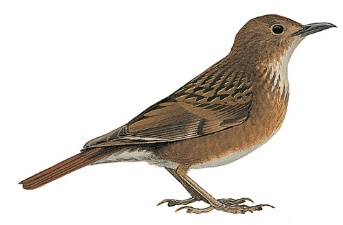 Zoothera terrestris | Prehistoria Fandom | Fandom