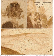 Apis nearctica/Galería | Prehistoria Fandom | Fandom