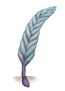 Charnia | Prehistoria Fandom | Fandom