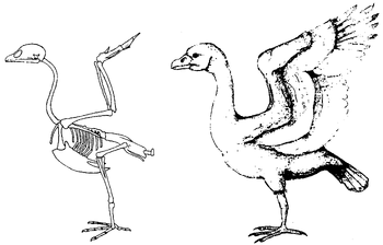 Ambiortus | Prehistoria Fandom | Fandom