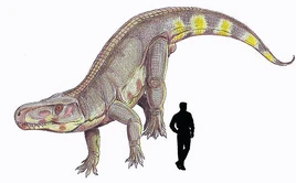 Fasolasuchus | Prehistoria Fandom | Fandom