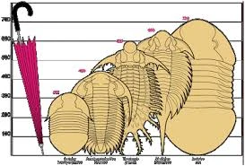 Isotelus | Prehistoria Fandom | Fandom