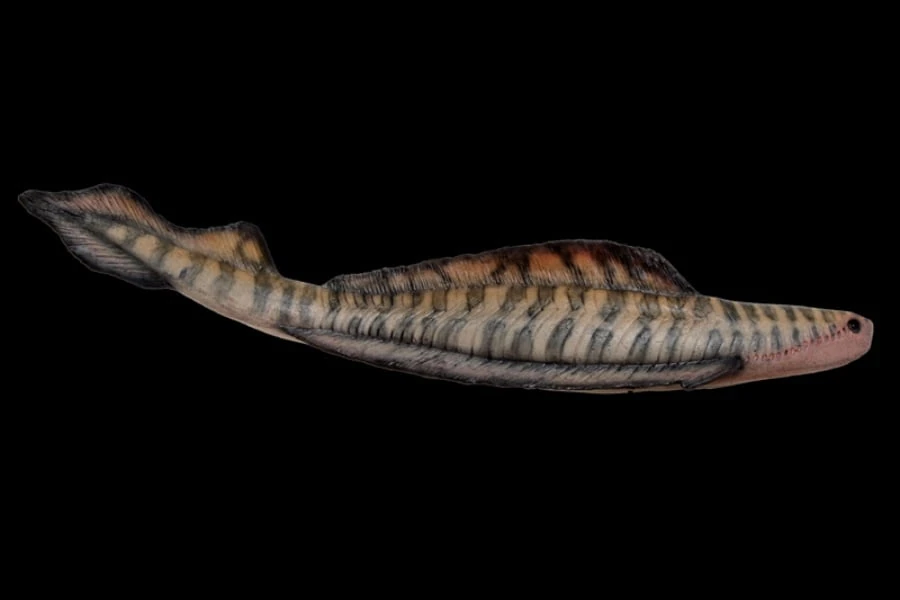 Anaspida | Prehistoria Fandom | Fandom