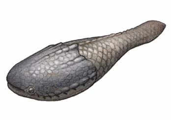 Astraspis | Prehistoria Fandom | Fandom