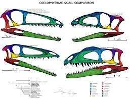 Coelophysidae | Prehistoria Fandom | Fandom