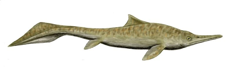 Mixosaurus | Prehistoria Fandom | Fandom