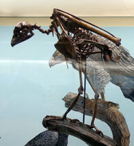 Buteogallus woodwardi | Prehistoria Fandom | Fandom