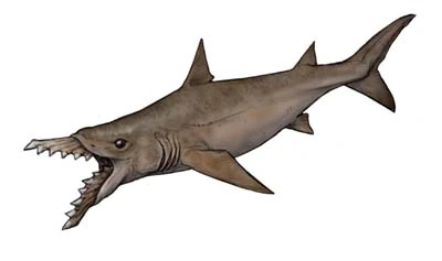 Edestus | Prehistoria Fandom | Fandom