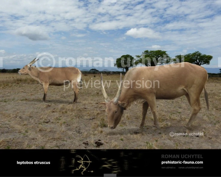 Leptobos | Prehistoria Fandom | Fandom