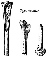 Tyto cavatica | Prehistoria Fandom | Fandom