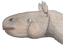 Forstercooperia | Prehistoria Fandom | Fandom