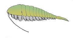 Alalcomenaeus | Prehistoria Fandom | Fandom