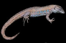 Gallotia goliath | Prehistoria Fandom | Fandom