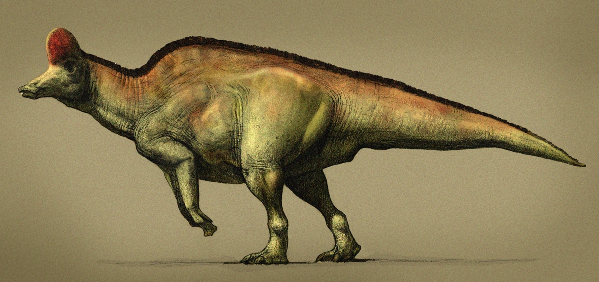 Corythosaurus | Prehistoria Fandom | Fandom