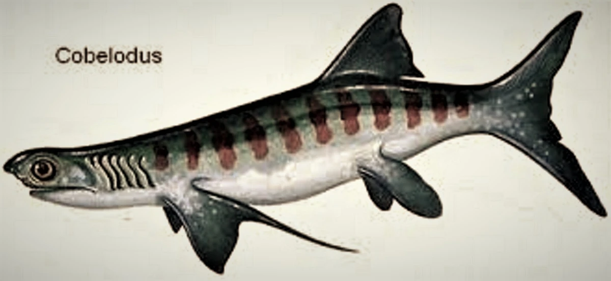 Cobelodus | Prehistoria Fandom | Fandom