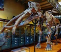 Archaeobelodon | Prehistoria Fandom | Fandom