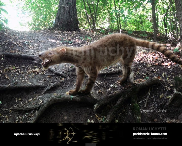 Apataelurus | Prehistoria Fandom | Fandom