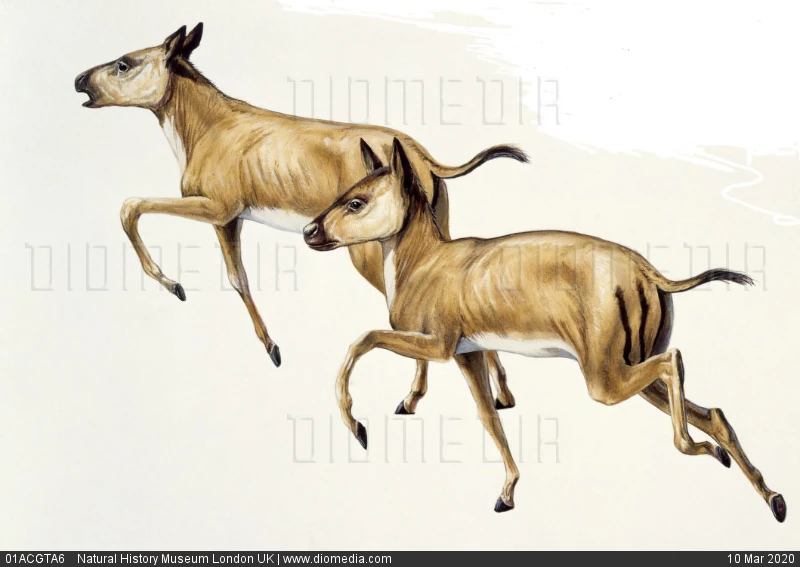 Thoatherium | Prehistoria Fandom | Fandom