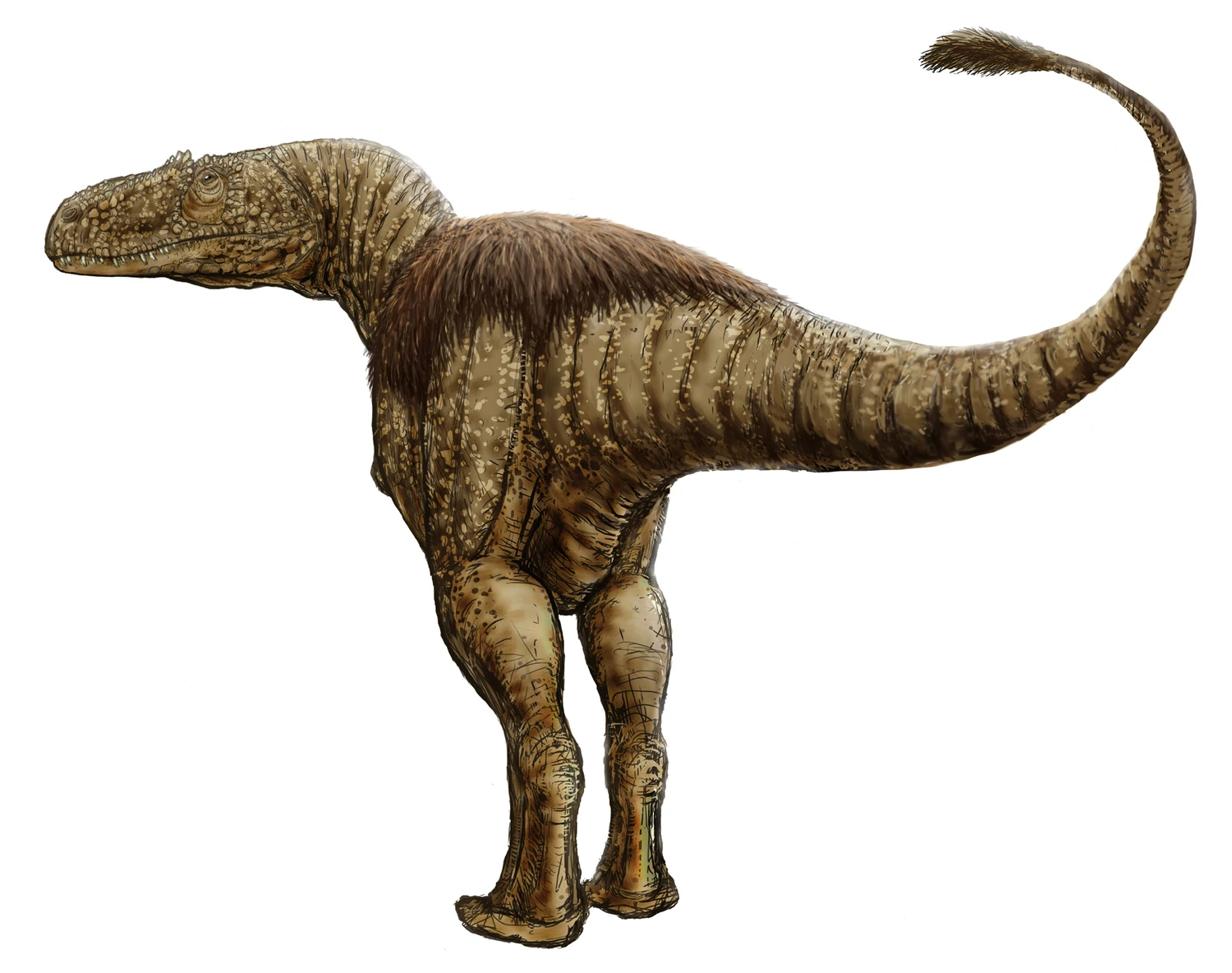 Condorraptor | Prehistoria Fandom | Fandom