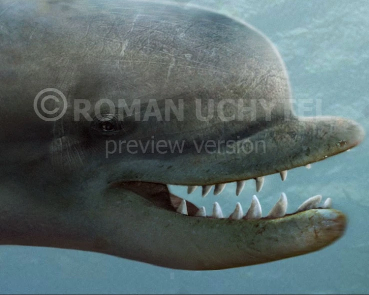 Acrophyseter | Prehistoria Fandom | Fandom