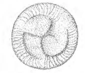Tribrachidium | Prehistoria Fandom | Fandom