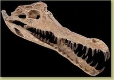 Gavialosuchus | Prehistoria Fandom | Fandom