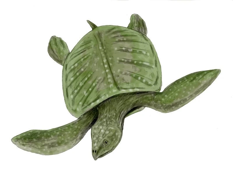 Archelon | Prehistoria Fandom | Fandom