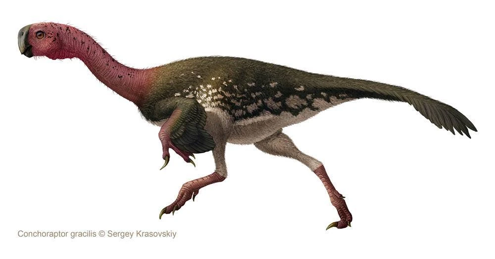 Conchoraptor | Prehistoria Fandom | Fandom