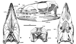 Silesaurus | Prehistoria Fandom | Fandom