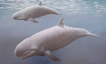 Orycterocetus | Prehistoria Fandom | Fandom