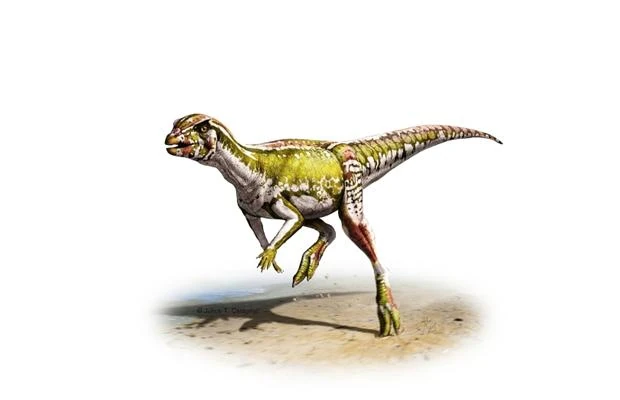 Albertadromeus | Prehistoria Fandom | Fandom