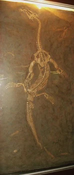 Ceresiosaurus | Prehistoria Fandom | Fandom