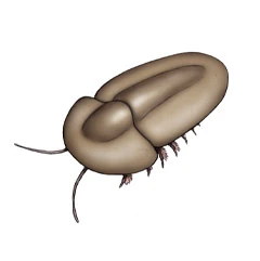 Naraoia | Prehistoria Fandom | Fandom