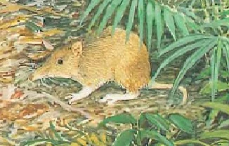 Galadi | Prehistoria Fandom | Fandom