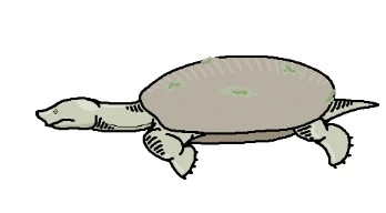 Galianemys | Prehistoria Fandom | Fandom