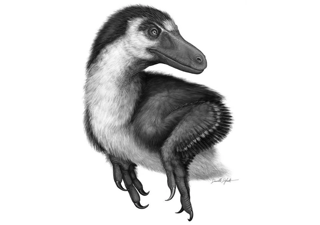 Acheroraptor | Prehistoria Fandom | Fandom