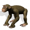 Kamoyapithecus | Prehistoria Fandom | Fandom