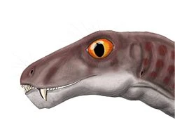 Ictidorhinus | Prehistoria Fandom | Fandom