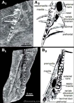 Mesosaurus | Prehistoria Fandom | Fandom