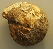Arcestes | Prehistoria Fandom | Fandom