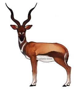 Gazellospira | Prehistoria Fandom | Fandom