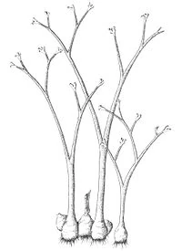 Horneophyton | Prehistoria Fandom | Fandom