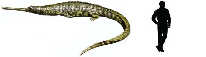 Teleosaurus | Prehistoria Fandom | Fandom