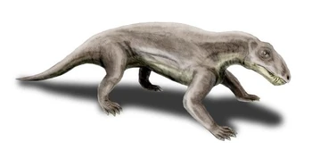 Biarmosuchus | Prehistoria Fandom | Fandom